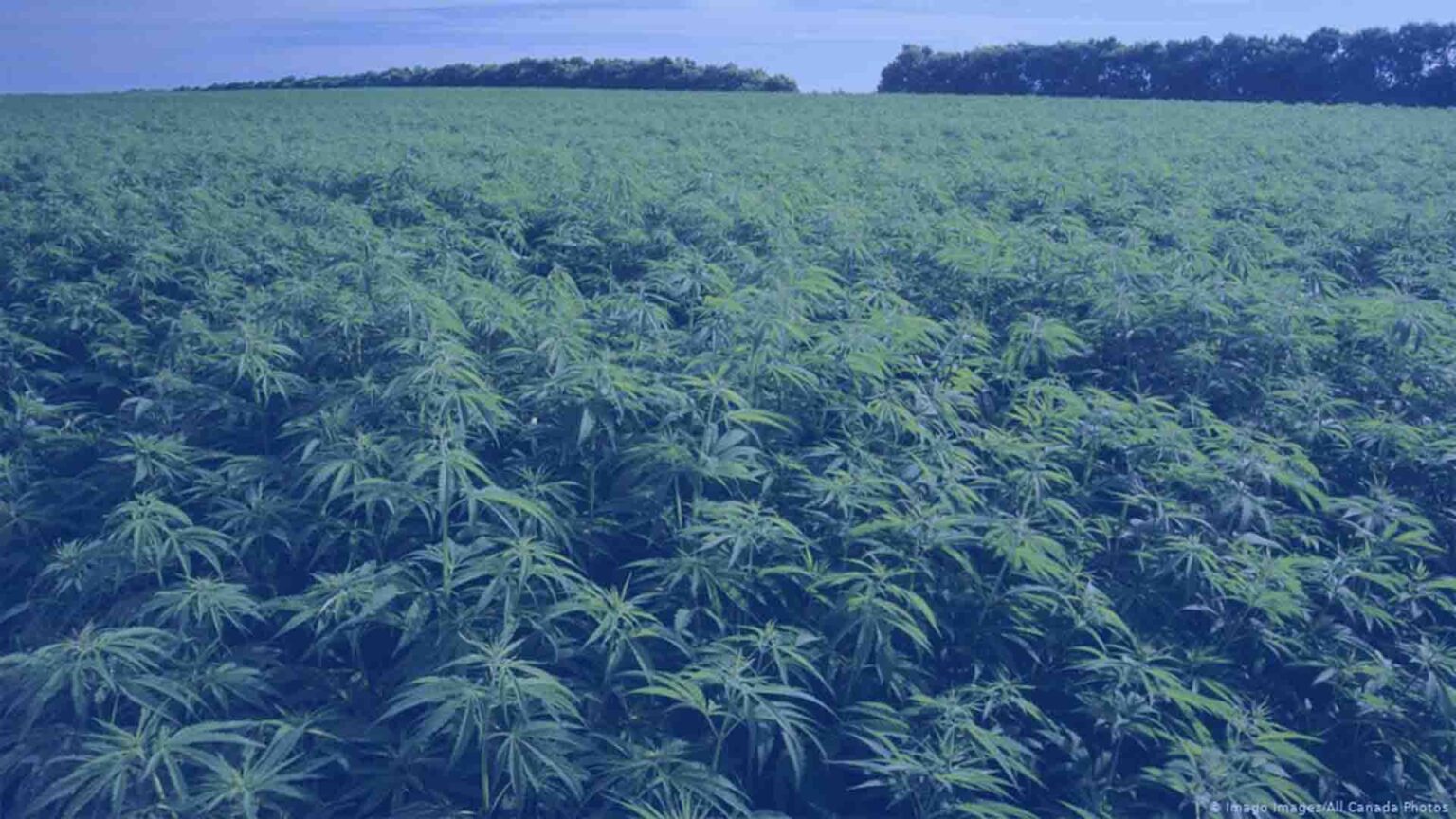 Hemp Pellet Mill Machine For Sale - Hemp Pelletizing System
